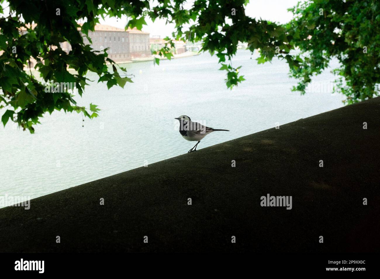 Bird next to Garonne River, Toulouse, France Stock Photo - Alamy