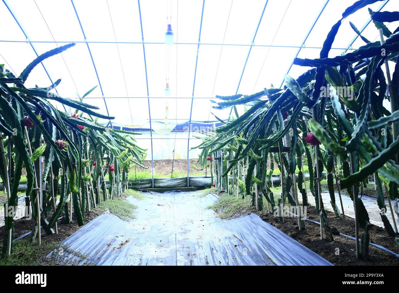 Dragon fruit hanging in a tree Stock Photo - Alamy