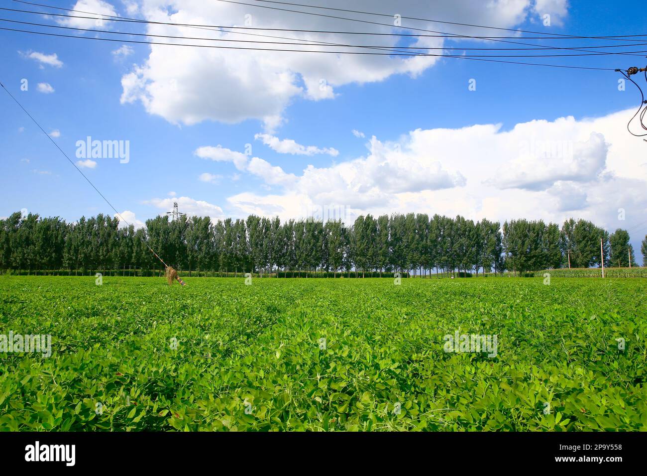 Peanut fields on the farm Stock Photo - Alamy
