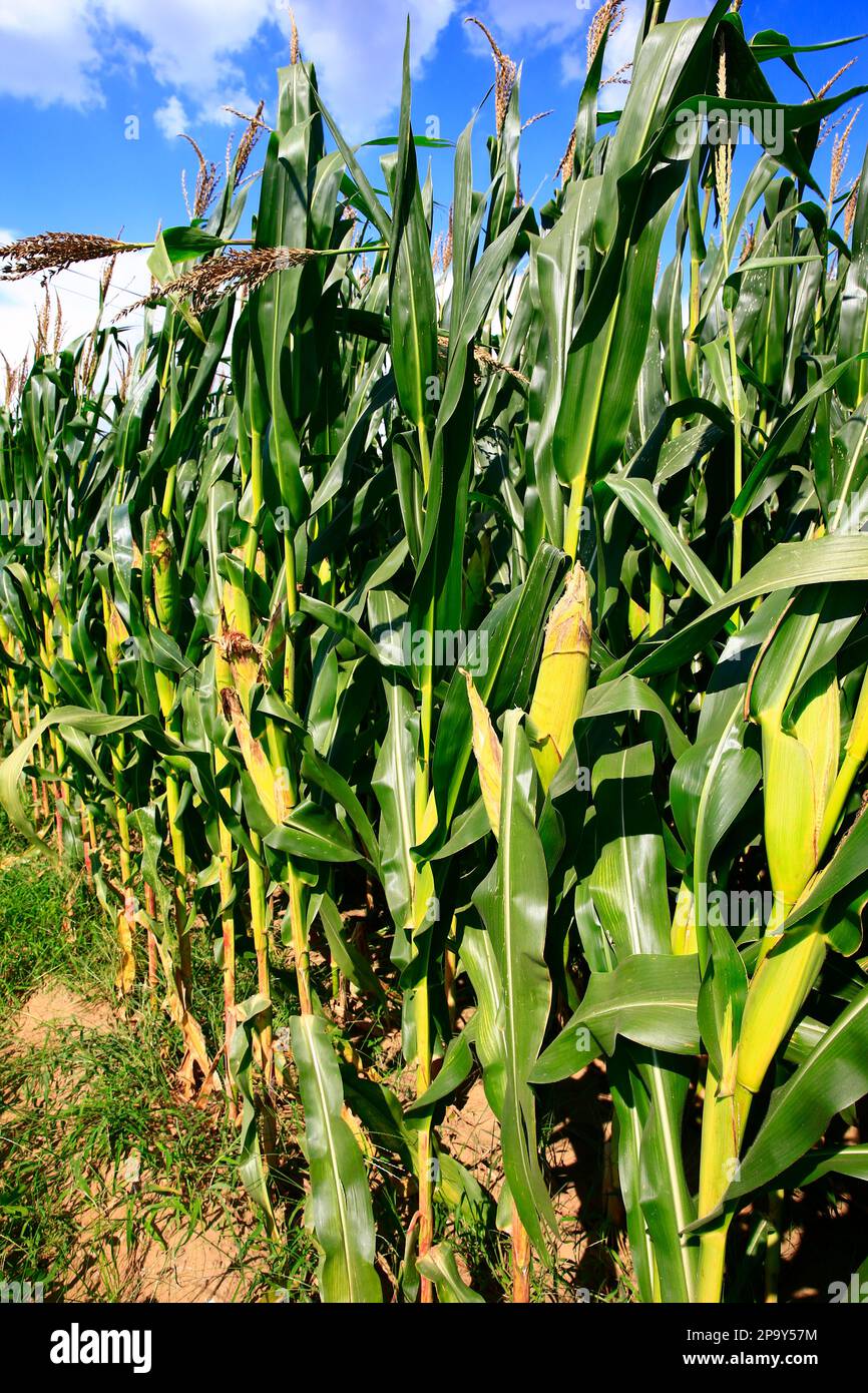 Corn fields, the harvest scene Stock Photo - Alamy