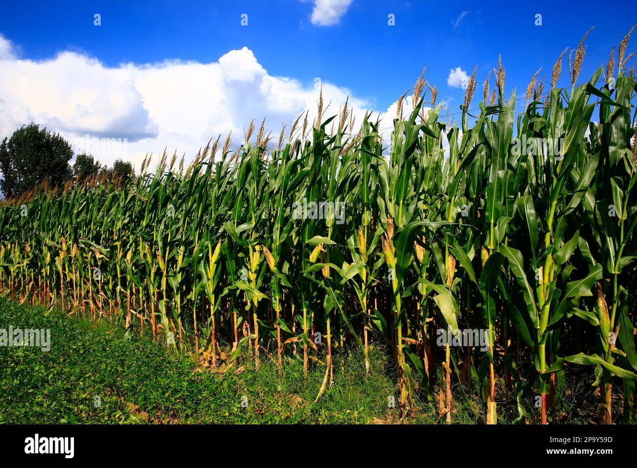 Corn fields, the harvest scene Stock Photo - Alamy