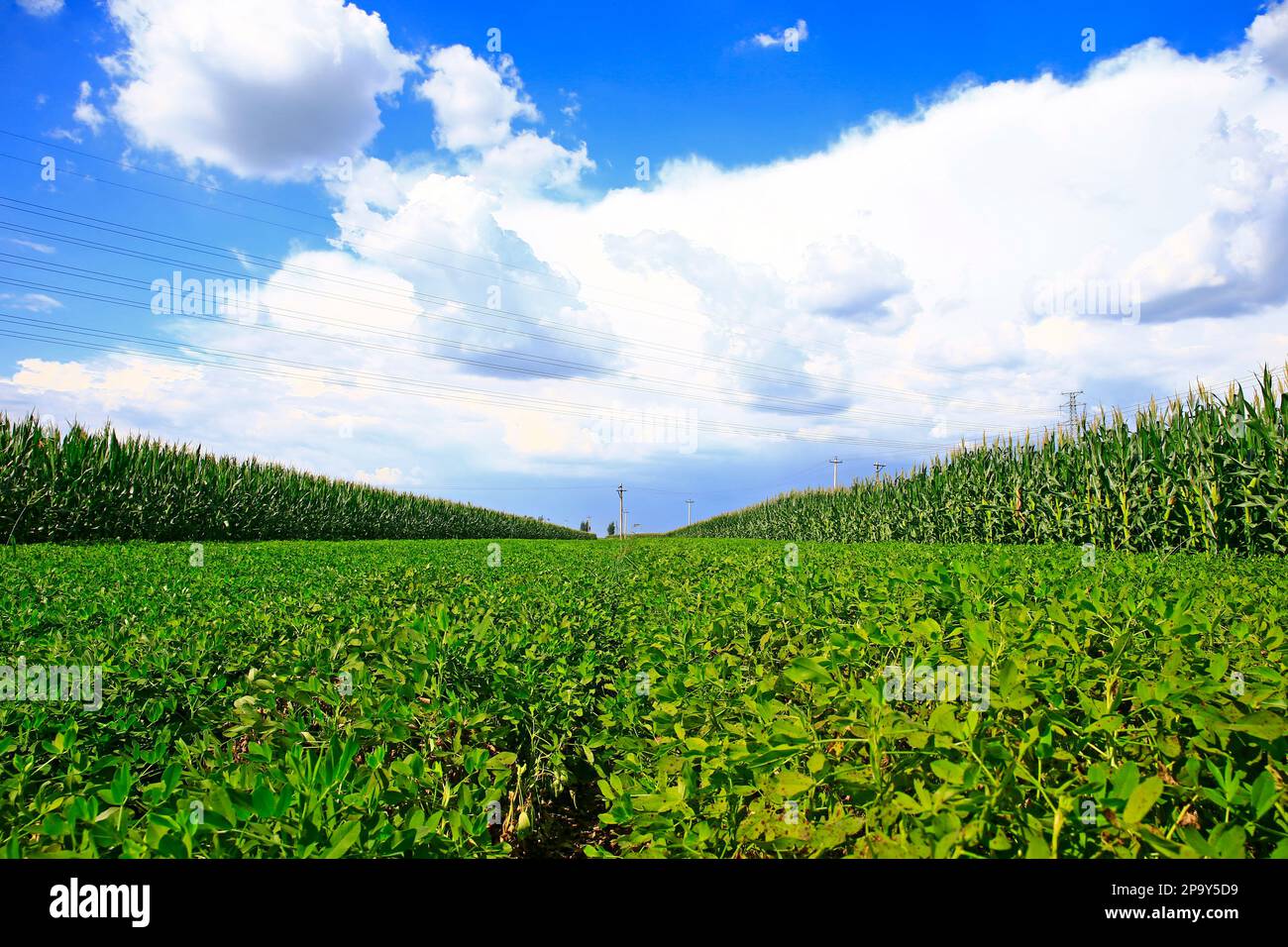 Peanut fields on the farm Stock Photo - Alamy