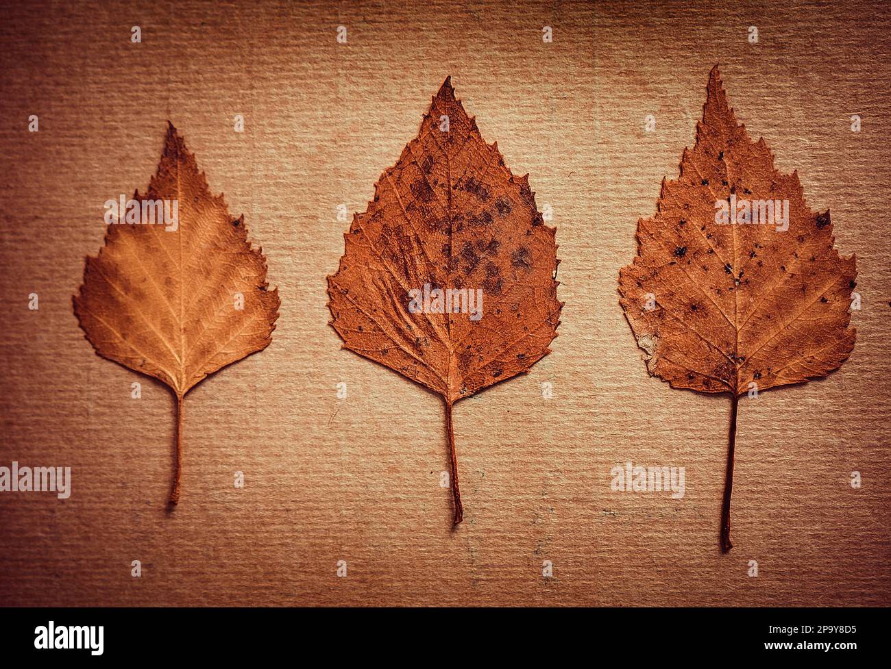 Autumnal Leaves on the Old Paper Background closeup Stock Photo - Alamy