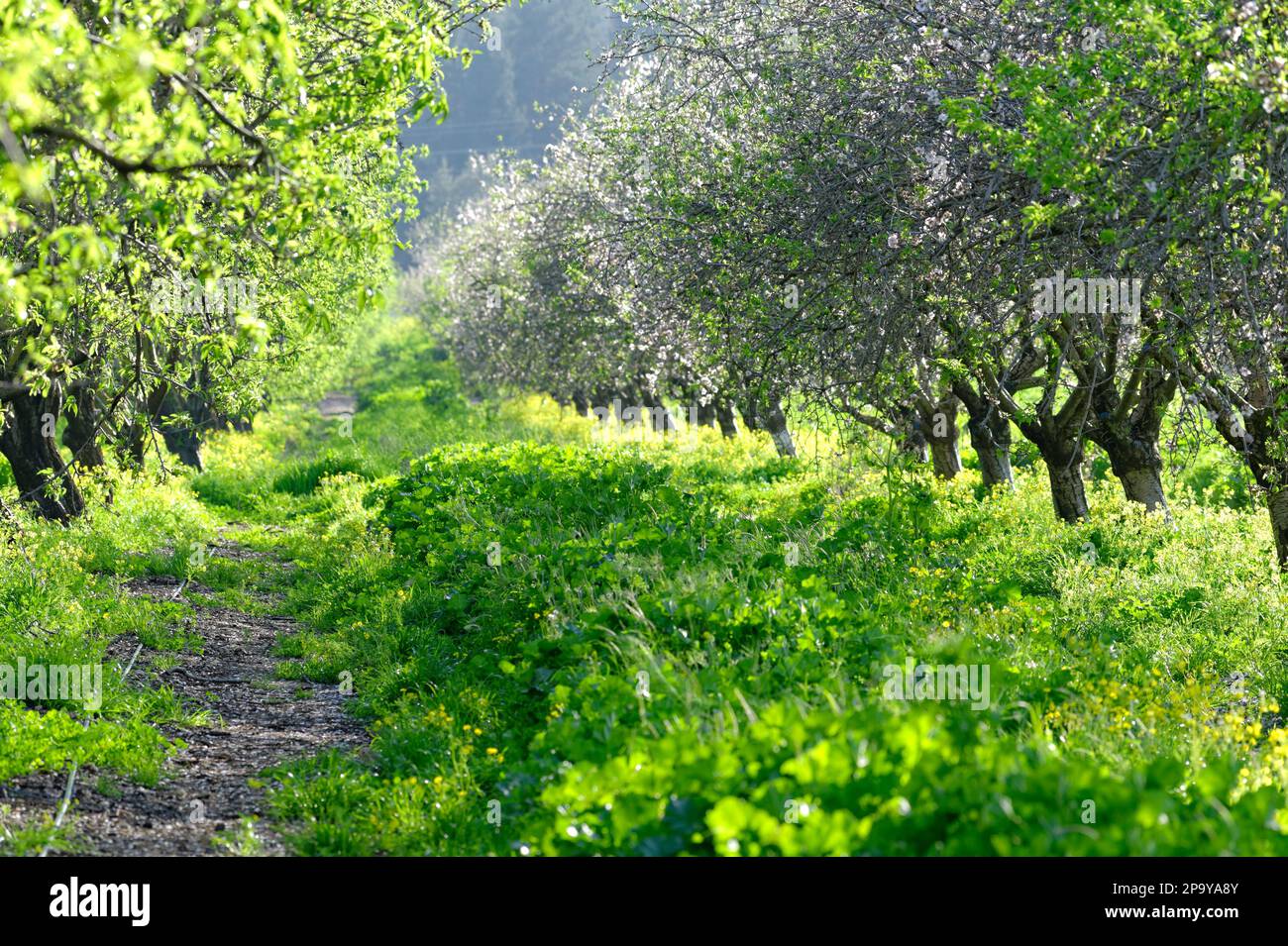 Almond orchard hi-res stock photography and images - Alamy