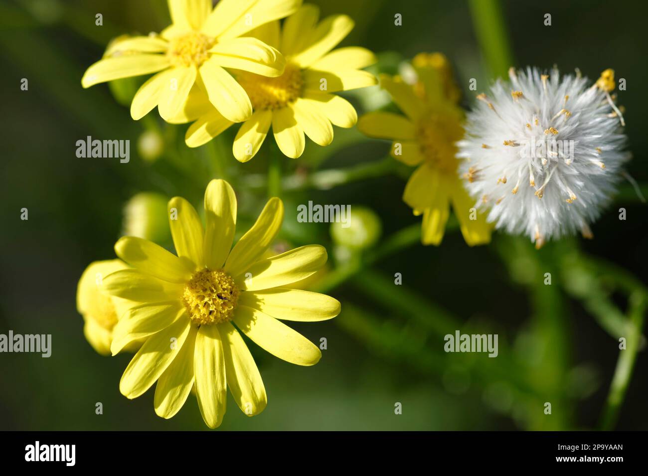 Eastern Groundsel Senecio leucanthemifolia ssp. vernalis Stock Photo ...