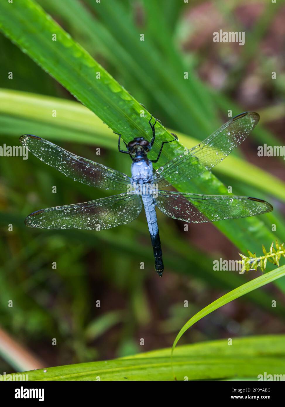 A bright blue male Eastern Blacktail Dragonfly, Nesciothemis Farinosa ...