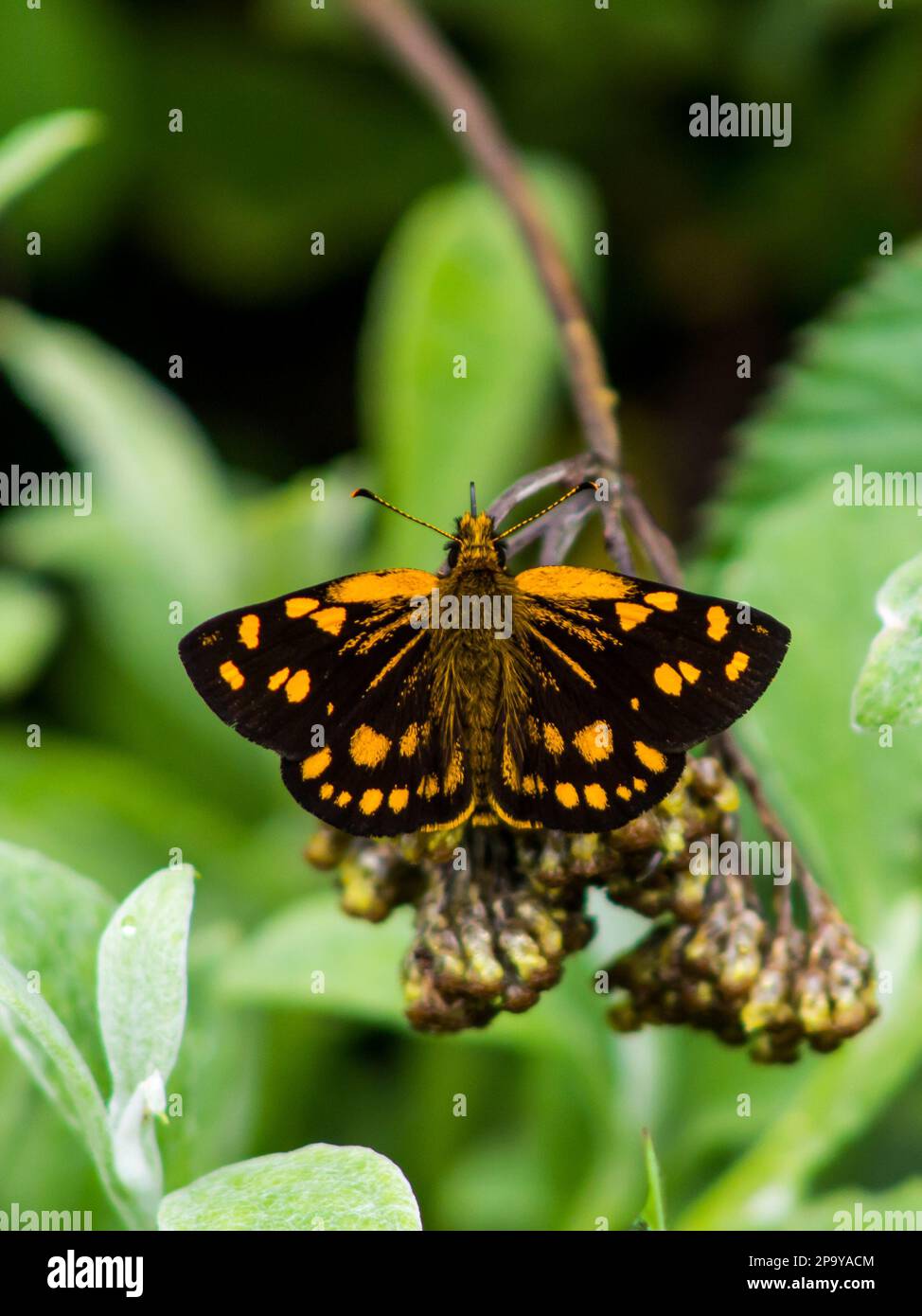 A male goldspotted sylph, Metisella Metis, along the edge of the ...