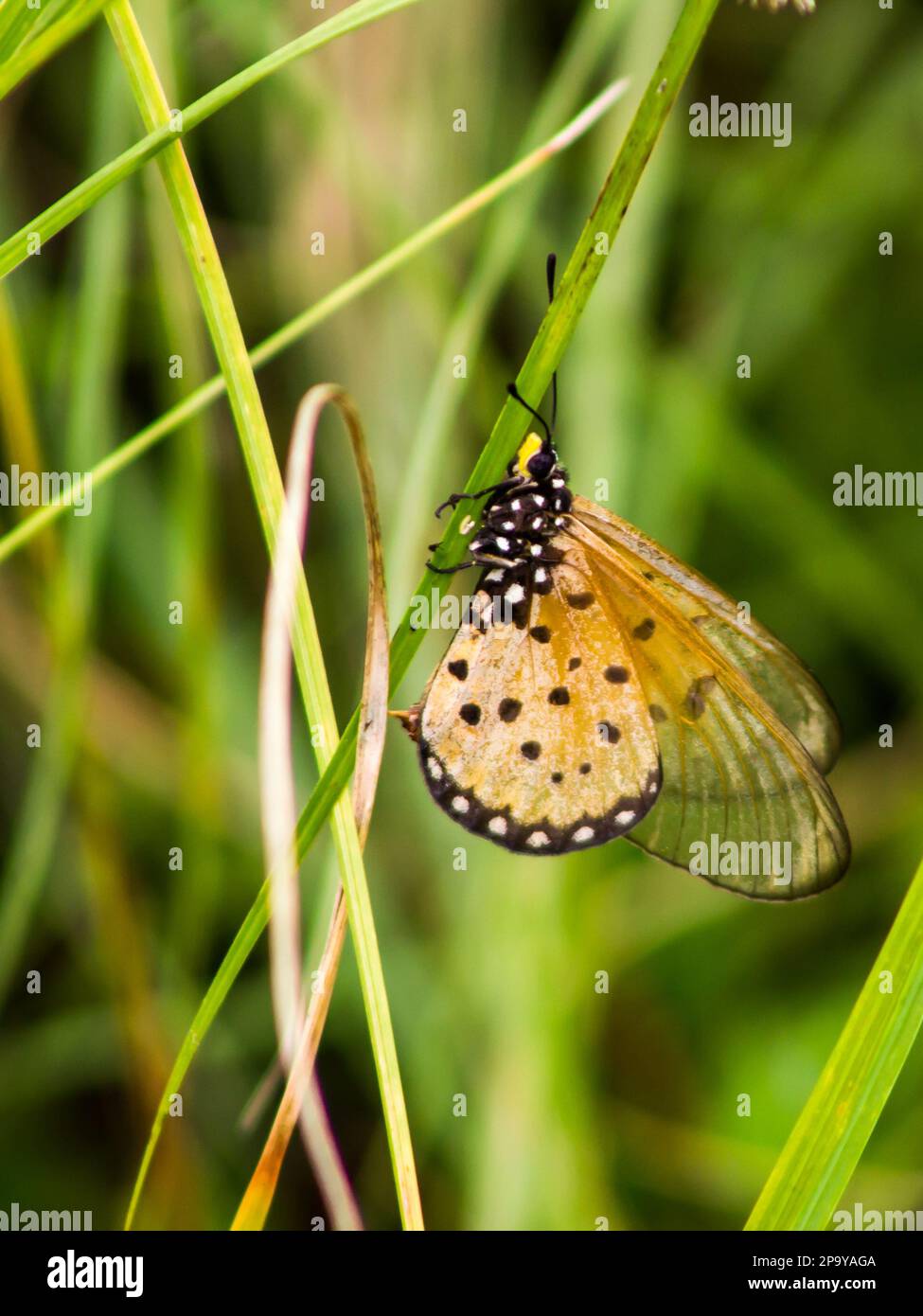 A small delicate Garden Acrea, Acrea Horta, perched on a blade of grass ...