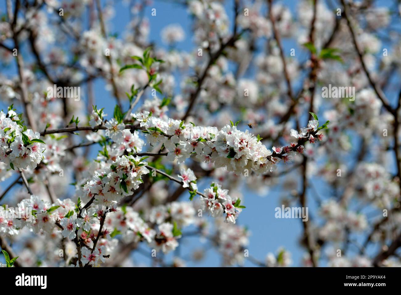 Botany rosaceae blooming almond hi-res stock photography and images - Alamy