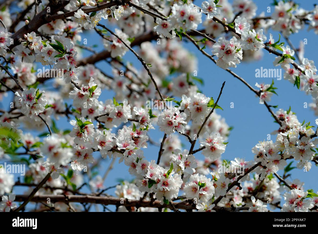 Botany rosaceae blooming almond hi-res stock photography and images - Alamy