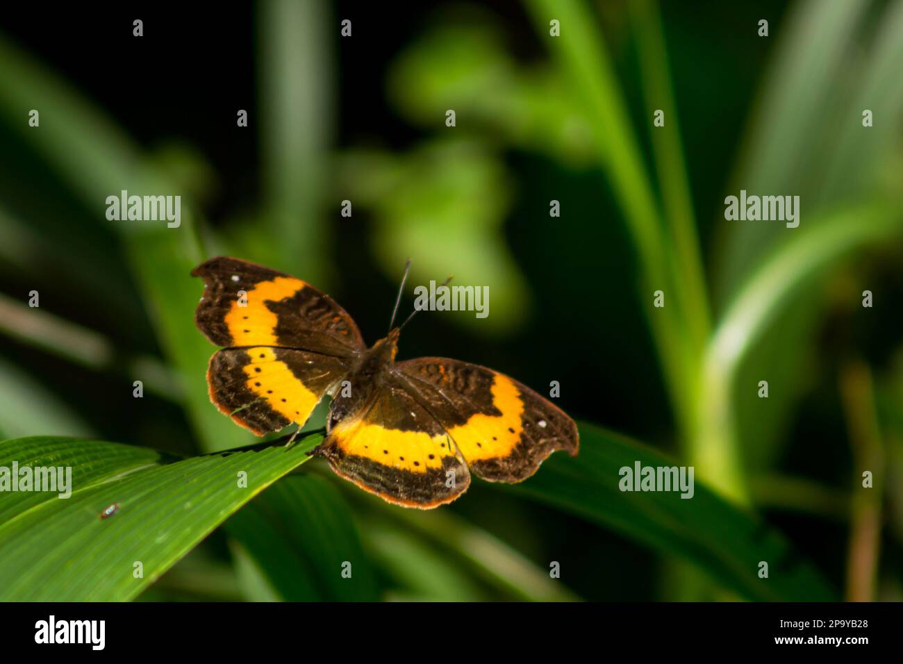 Precis tugela hi-res stock photography and images - Alamy