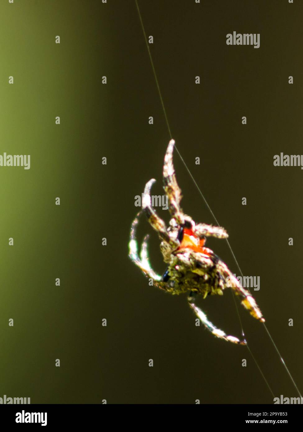 A Female common Bark spider, Caerostris sexcuspidata, walking along a ...