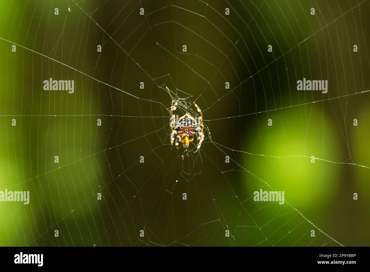 Araneidae caerostris hi-res stock photography and images - Alamy