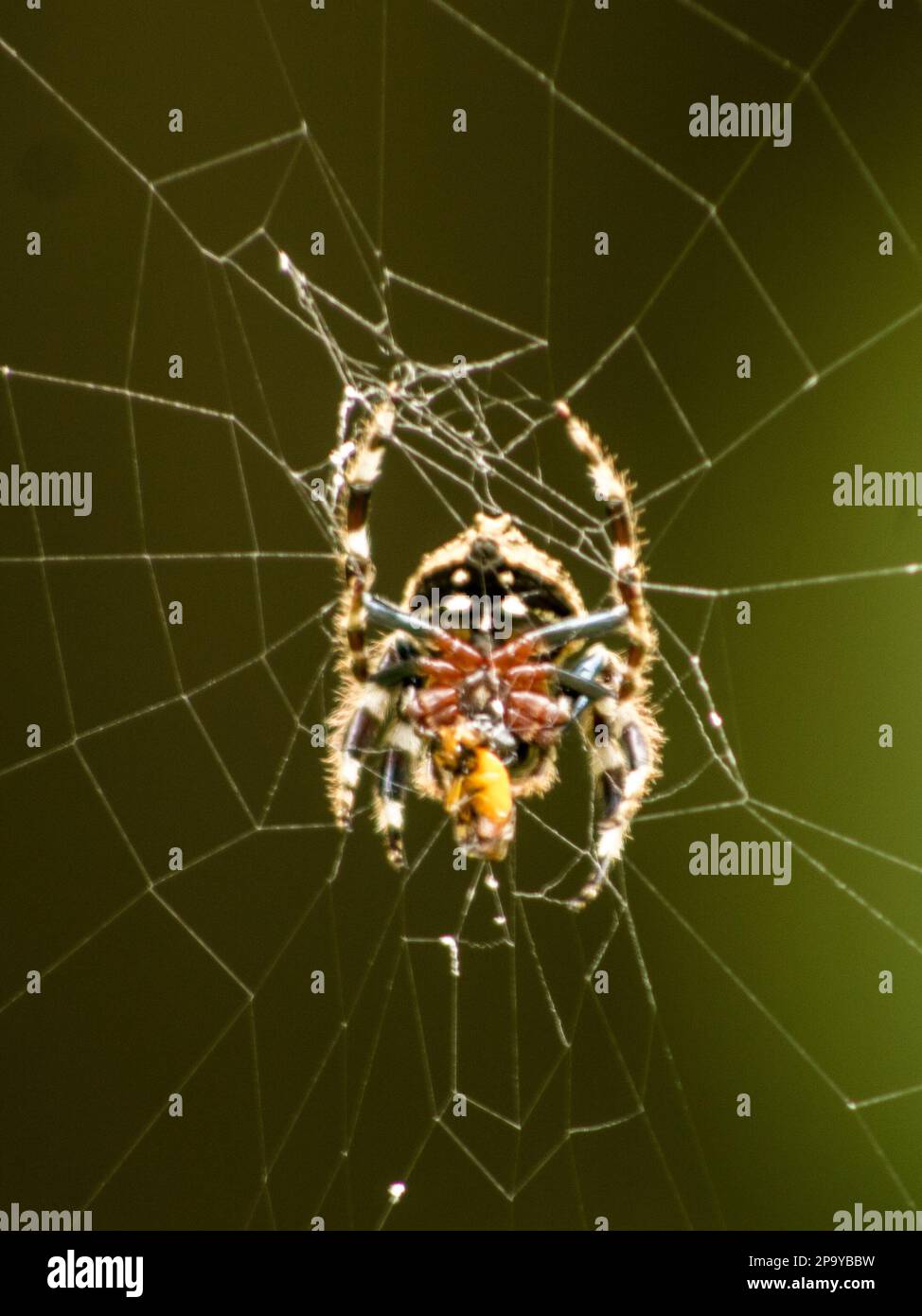 Bottom view of a female common bark spider, Caerostris sexcuspidata, in ...