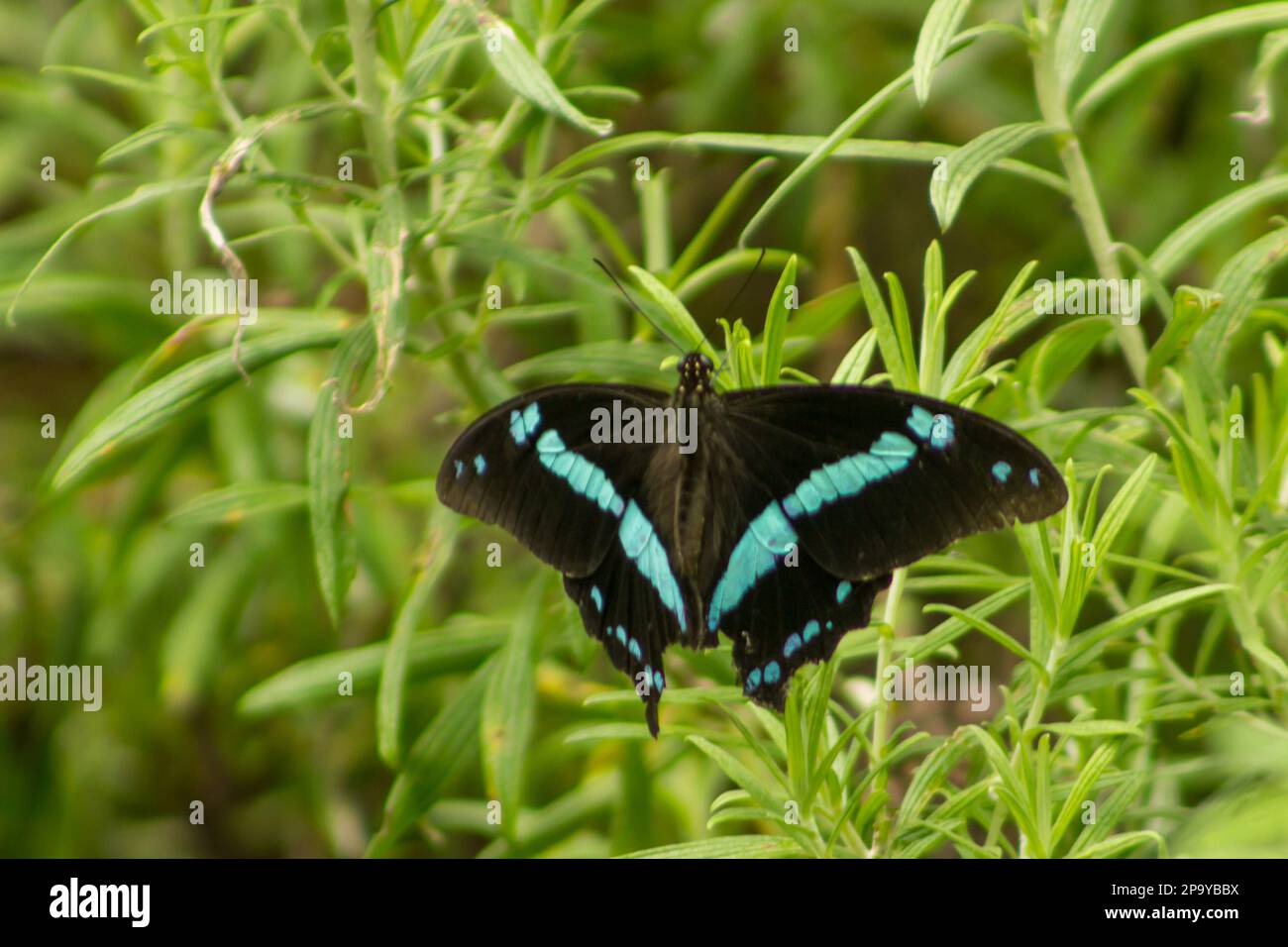 The lustrous African blue-banded swallowtail, with its wings spread in ...