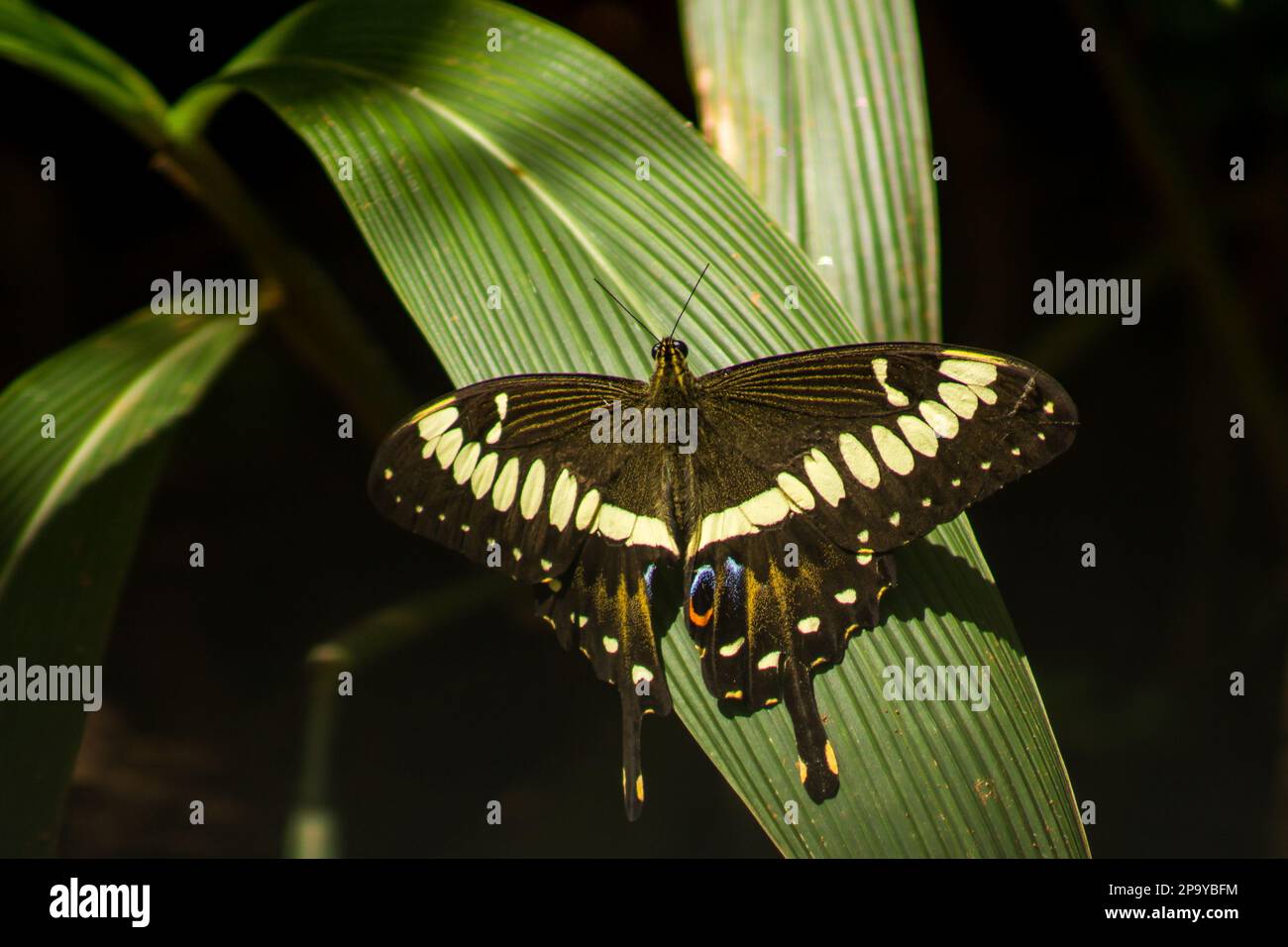 The spectacular, large Emperor Swallowtail, Papilio Ophidicephalus ...