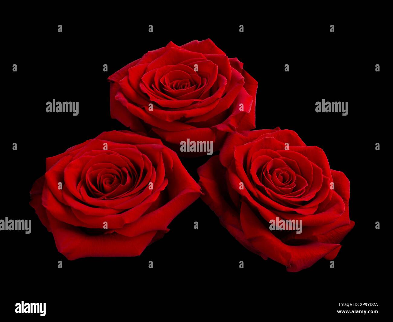 Three bright red roses on white background. Detail for creating a ...