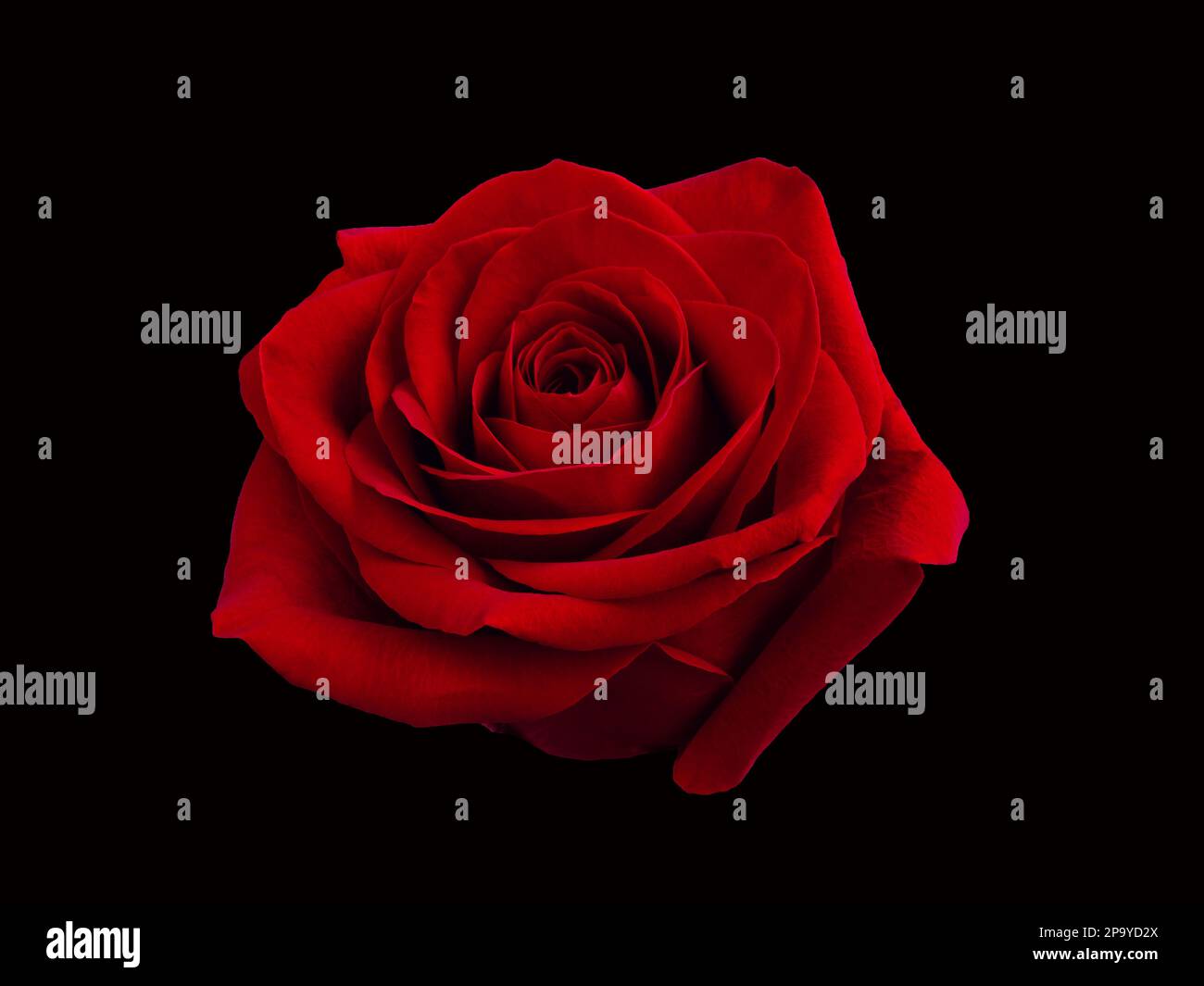 Single Dark red rose is on black background. Detail for creating a ...