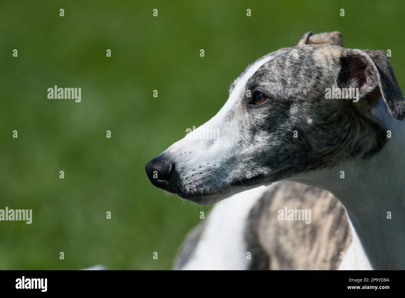 Eye whippet hi-res stock photography and images - Alamy