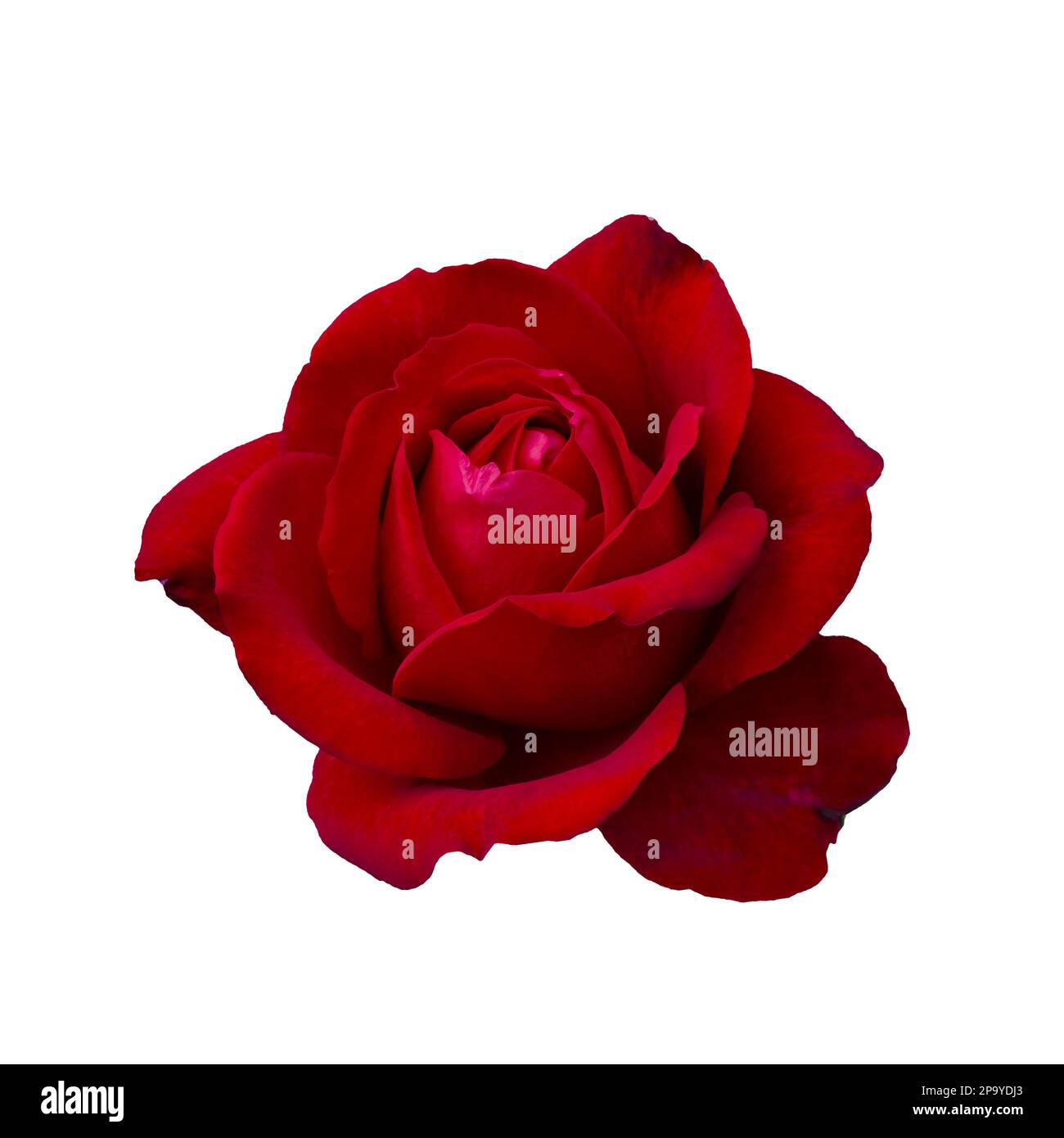 Single Dark red rose is on white background. Detail for creating a ...