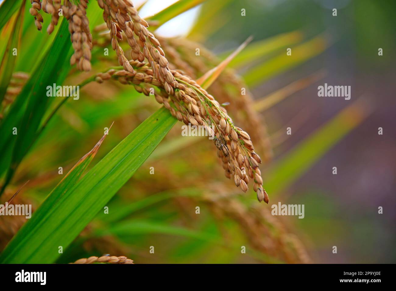 Mature rice farm in the country Stock Photo - Alamy