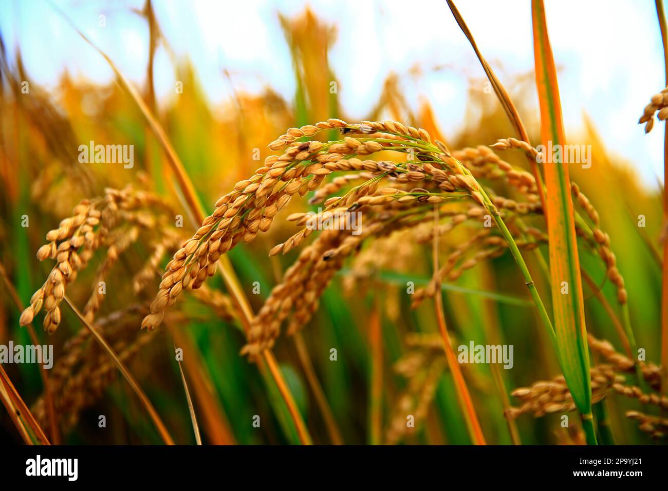 Mature rice farm in the country Stock Photo - Alamy