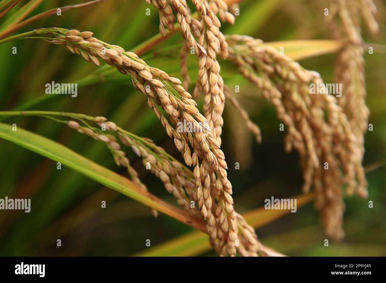 Mature rice farm in the country Stock Photo - Alamy