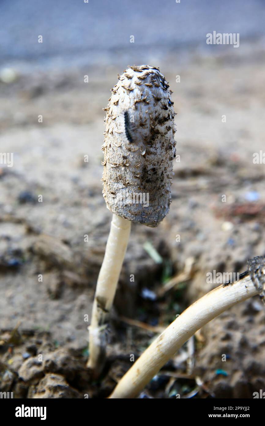Summer in the forest growth of wild fungus, mushrooms Stock Photo - Alamy