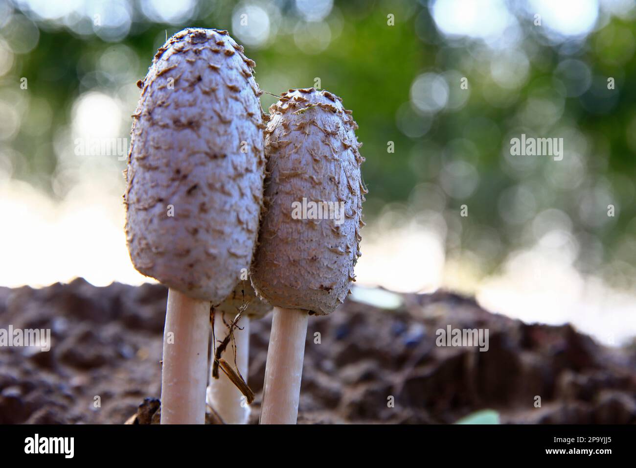 Summer in the forest growth of wild fungus, mushrooms Stock Photo - Alamy