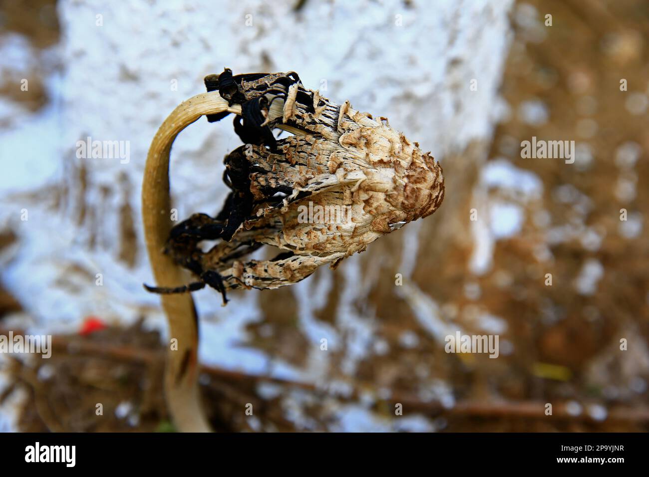 Summer in the forest growth of wild fungus, mushrooms Stock Photo - Alamy