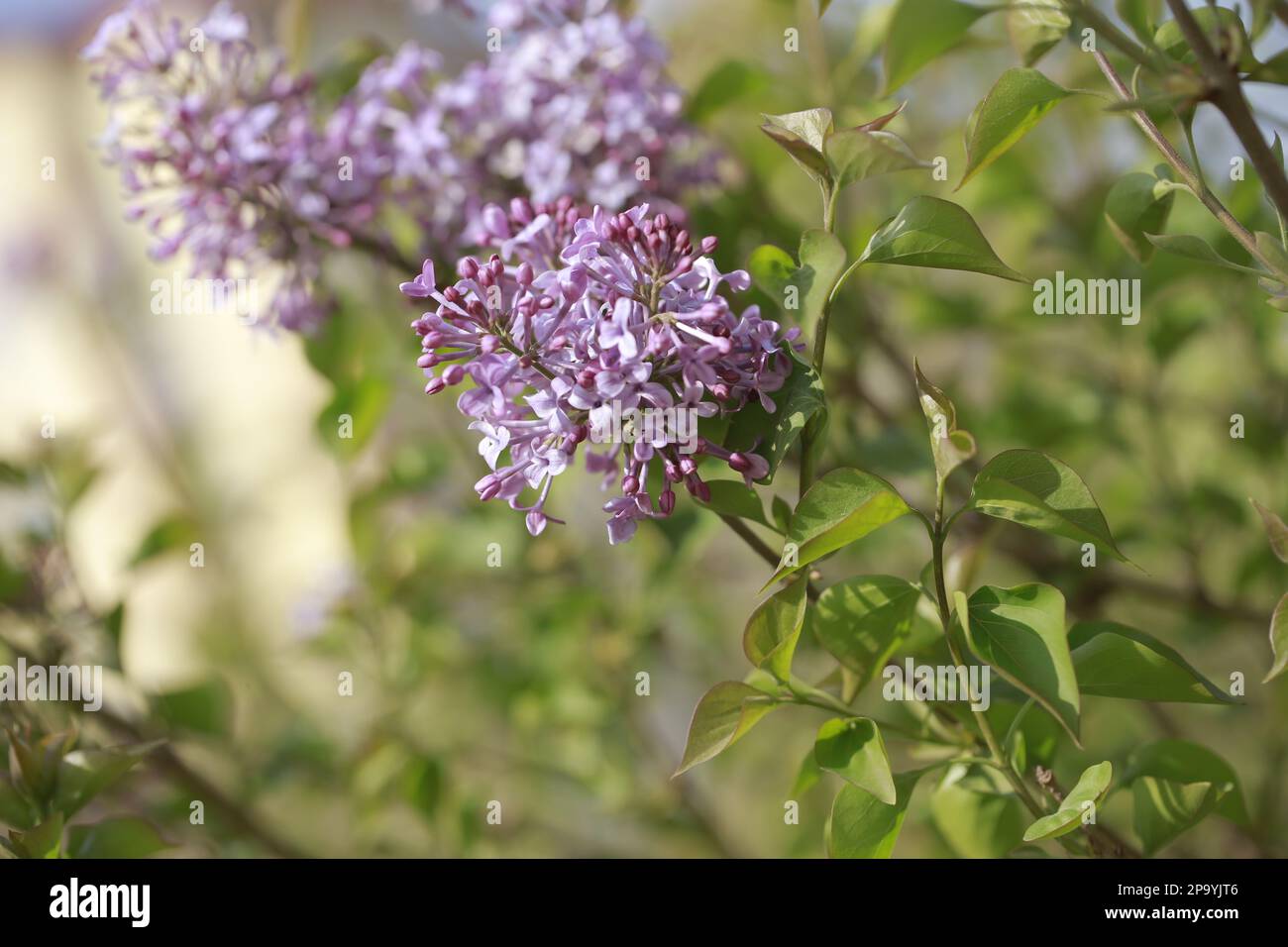 purple lilac bush flover closeup Stock Photo - Alamy
