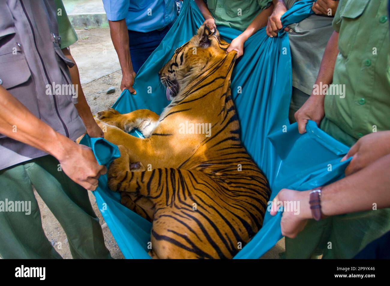 Officials of Natural Resources Conservation Agency remove a ...