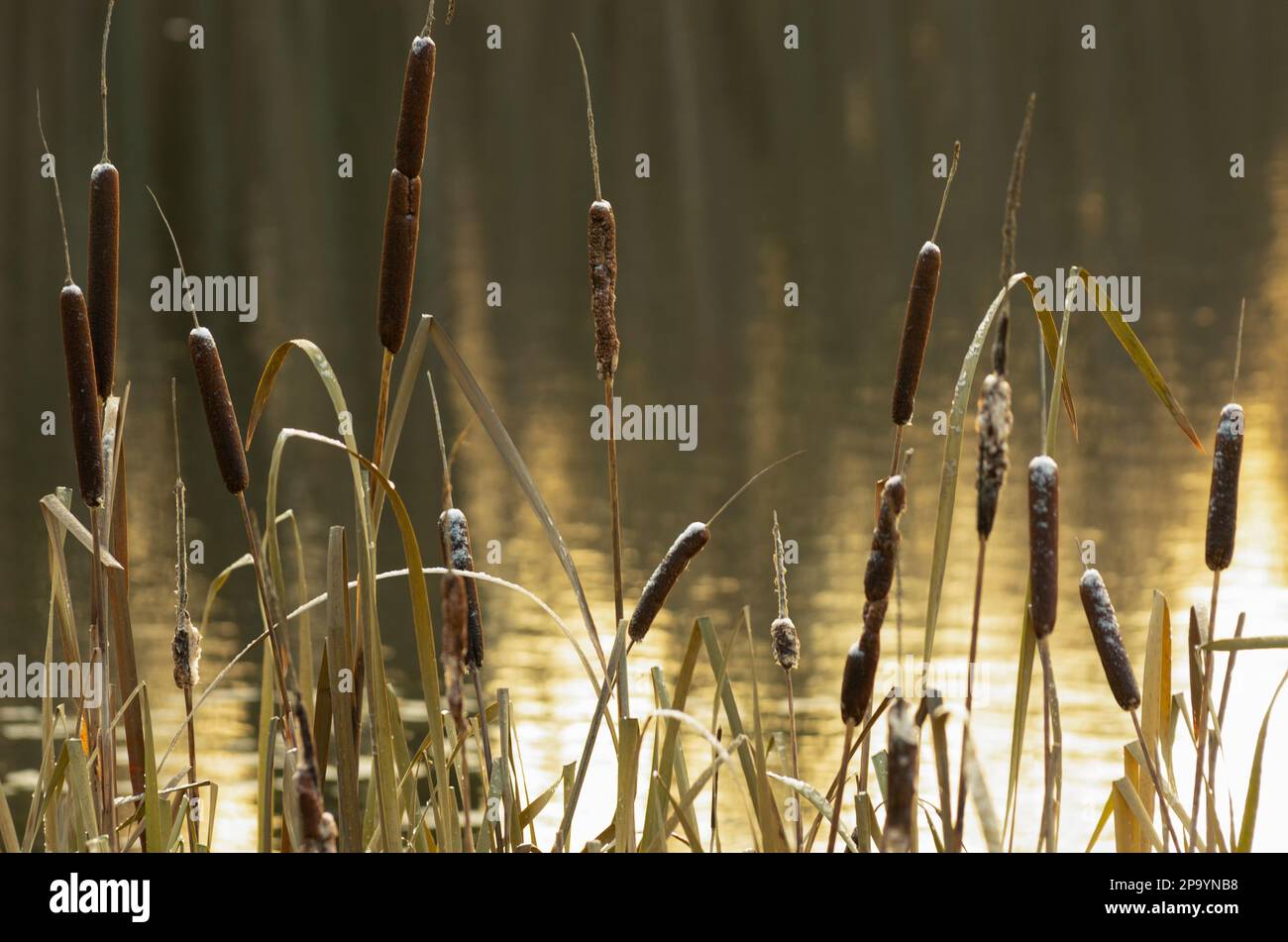 The tops of the cattail stems covered with the first snow on the ...