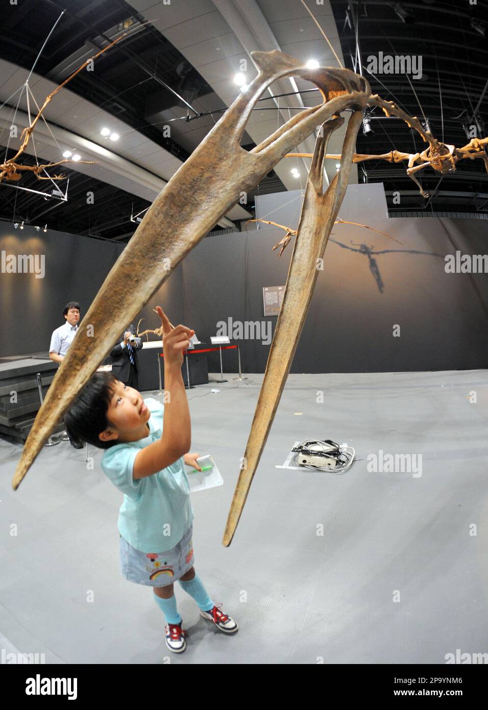 A full-scale replica of the largest winged creature ever discovered on ...