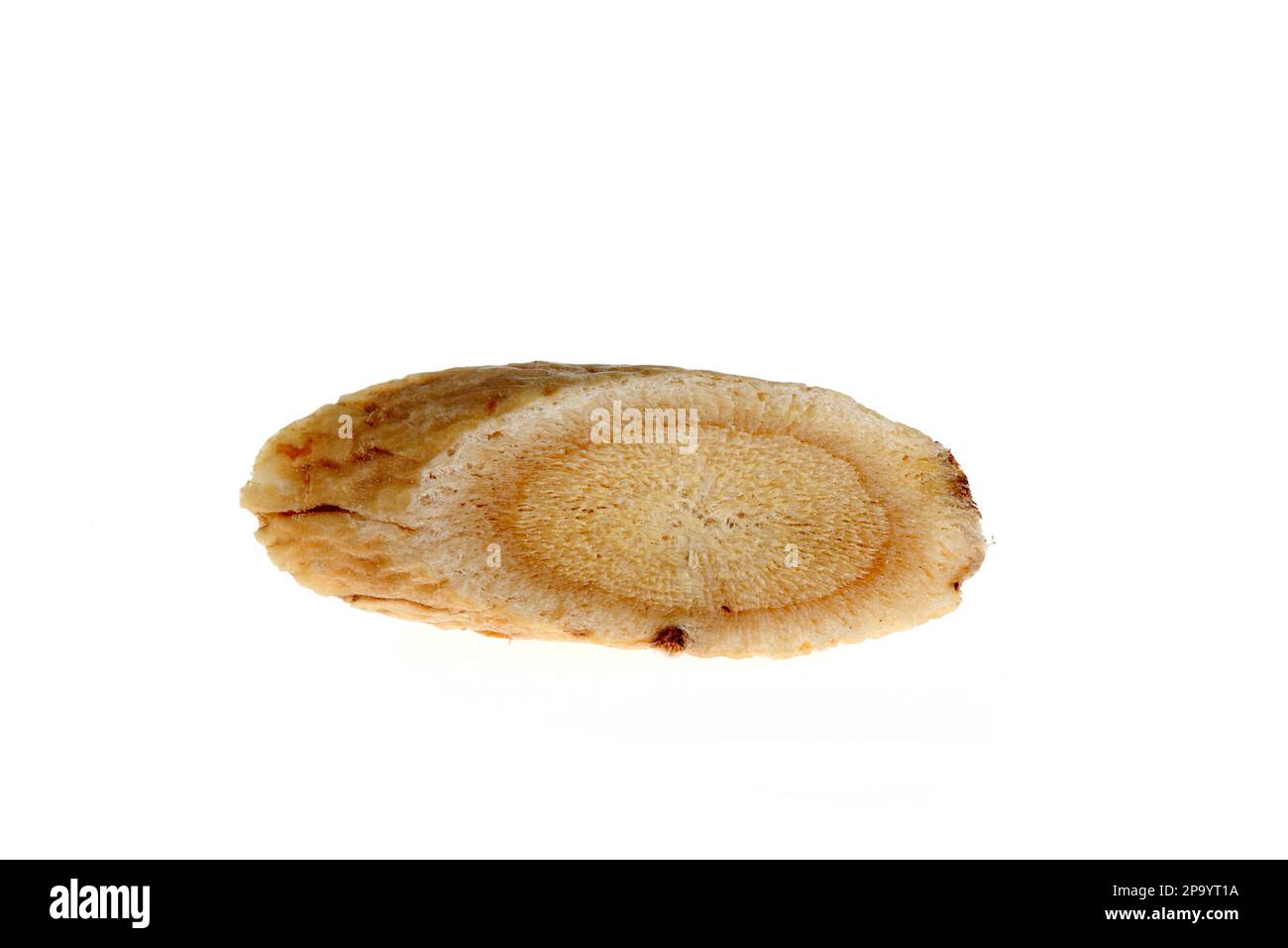 Chinese herbal medicine astragalus membranaceus on a white background ...