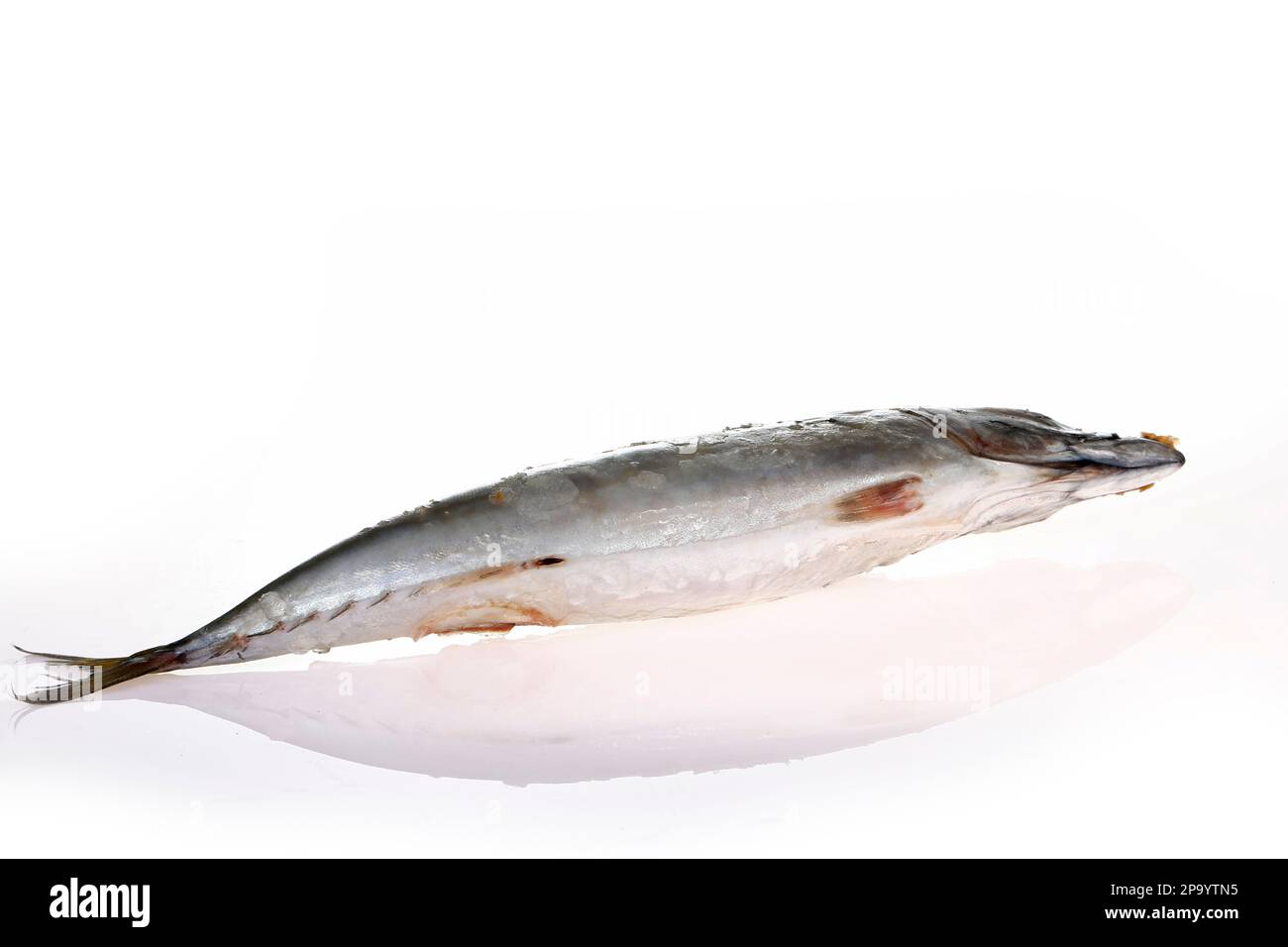 The fish on a white background, grow in the water in the Spanish ...