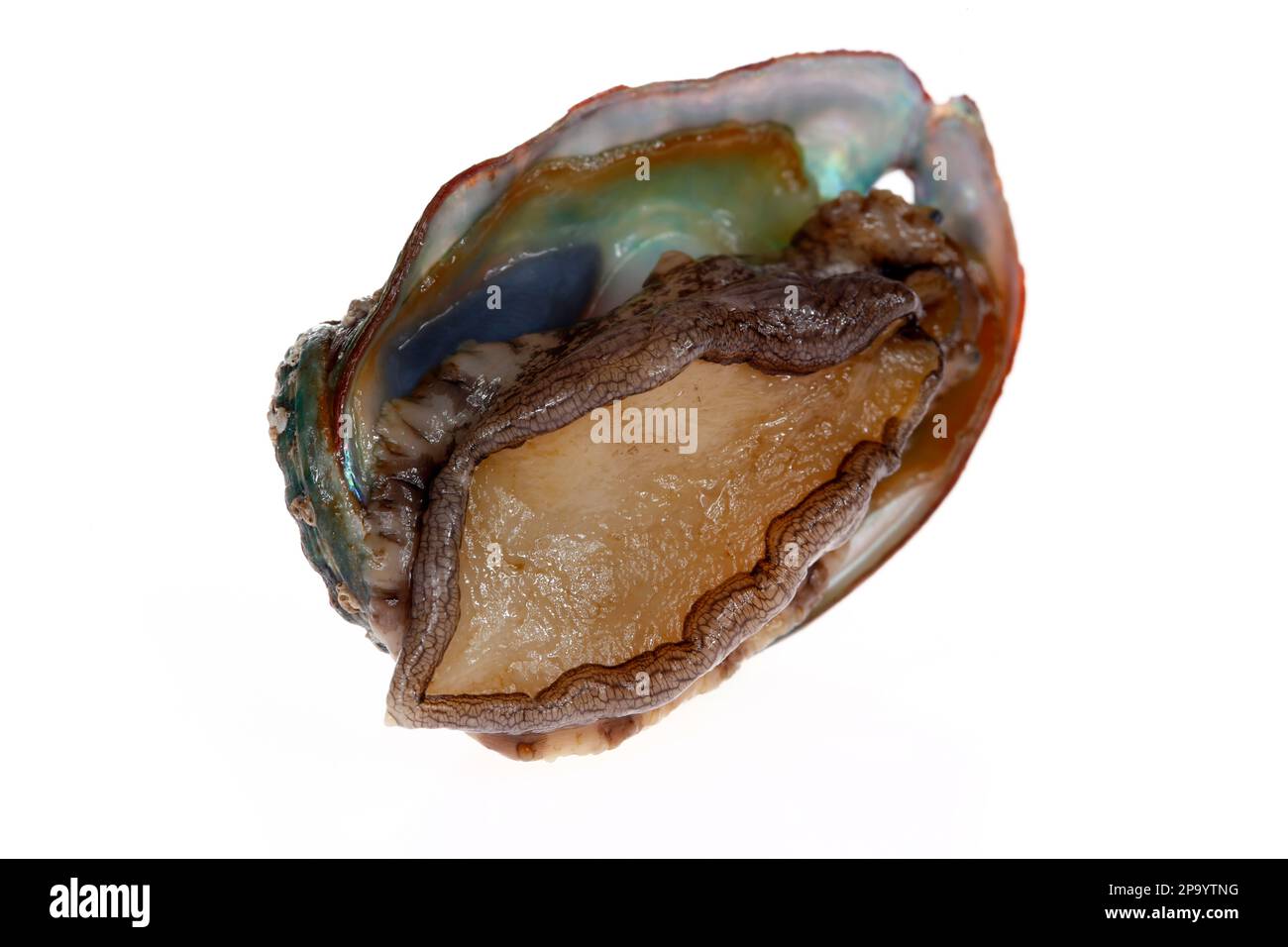 Abalone shellfish hi-res stock photography and images - Alamy
