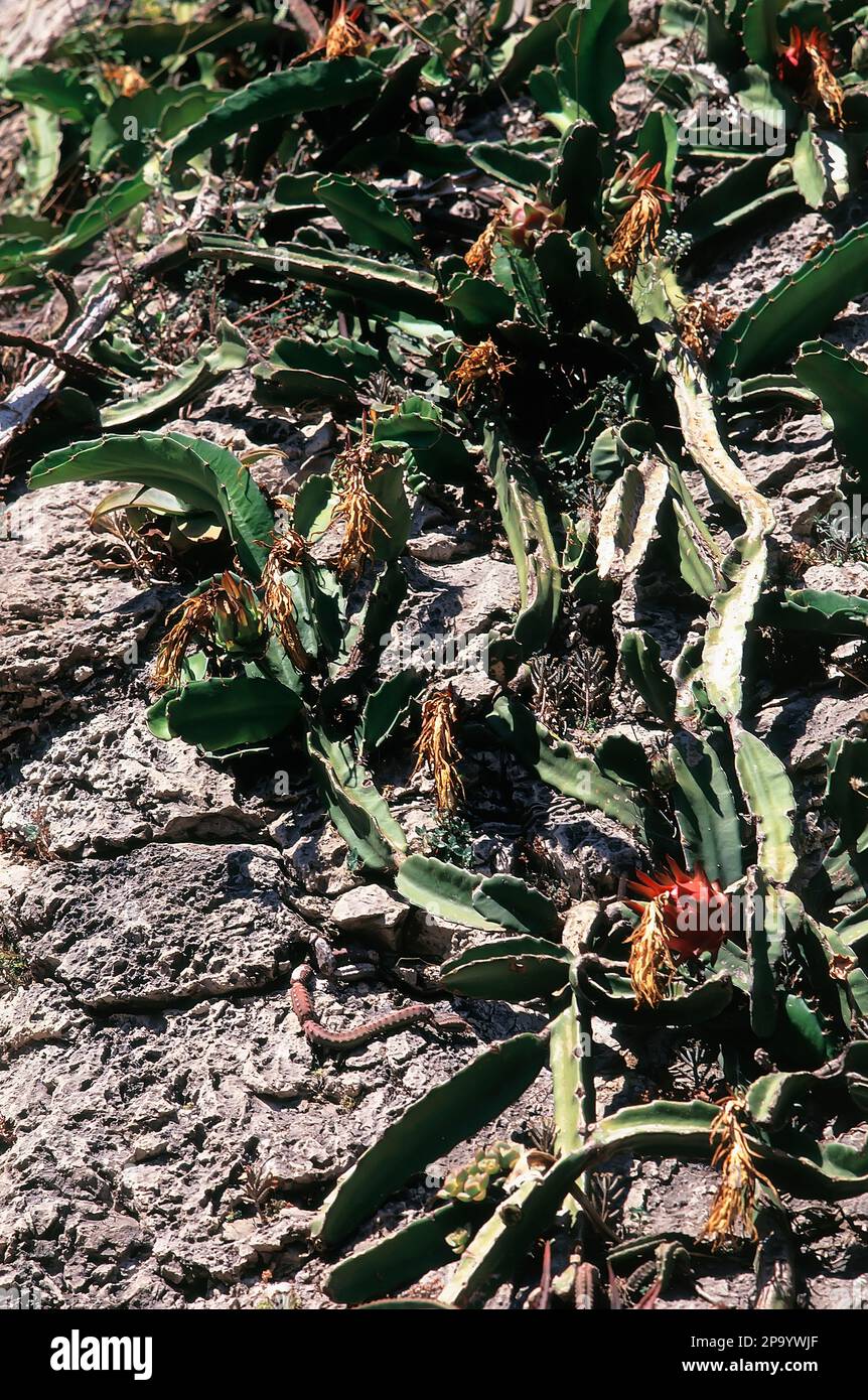 Dragon fruit, pitaja plant (Hylocereus undatus, Cactaceae). exotic ...