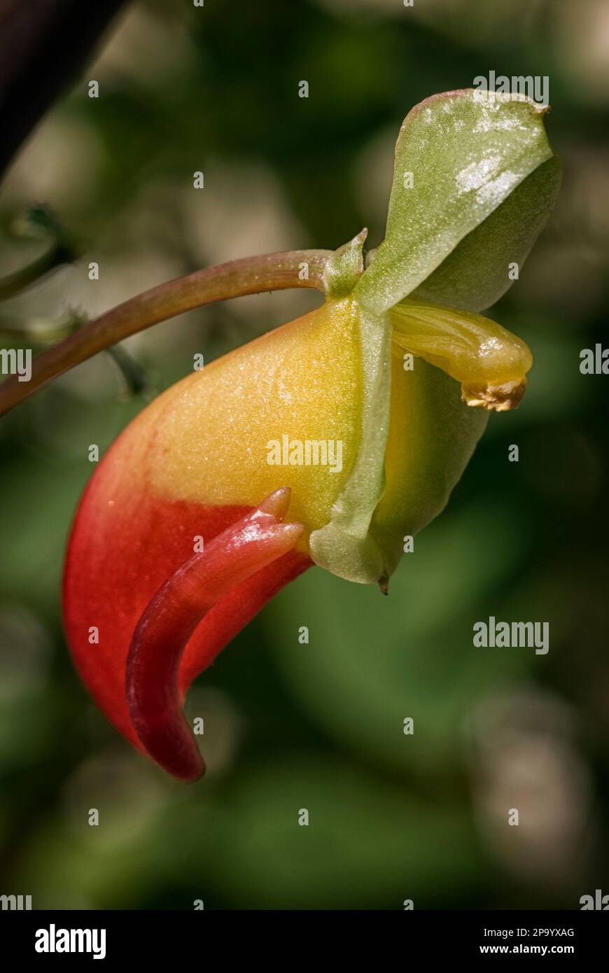 Congo cockatoo (Impatiens niamniamensis, syn I. congolensis ...