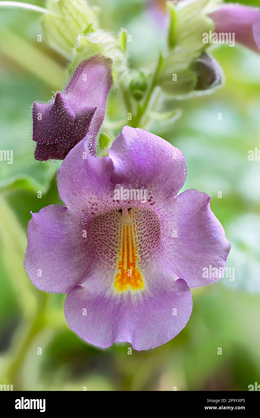Devil's claw or unicorn-plant (Proboscidea louisianica), Martyniaceae ...