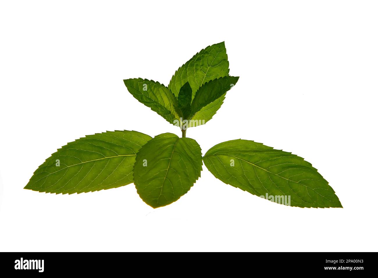 Fresh mint leaves, green plant, close-up pictures Stock Photo - Alamy