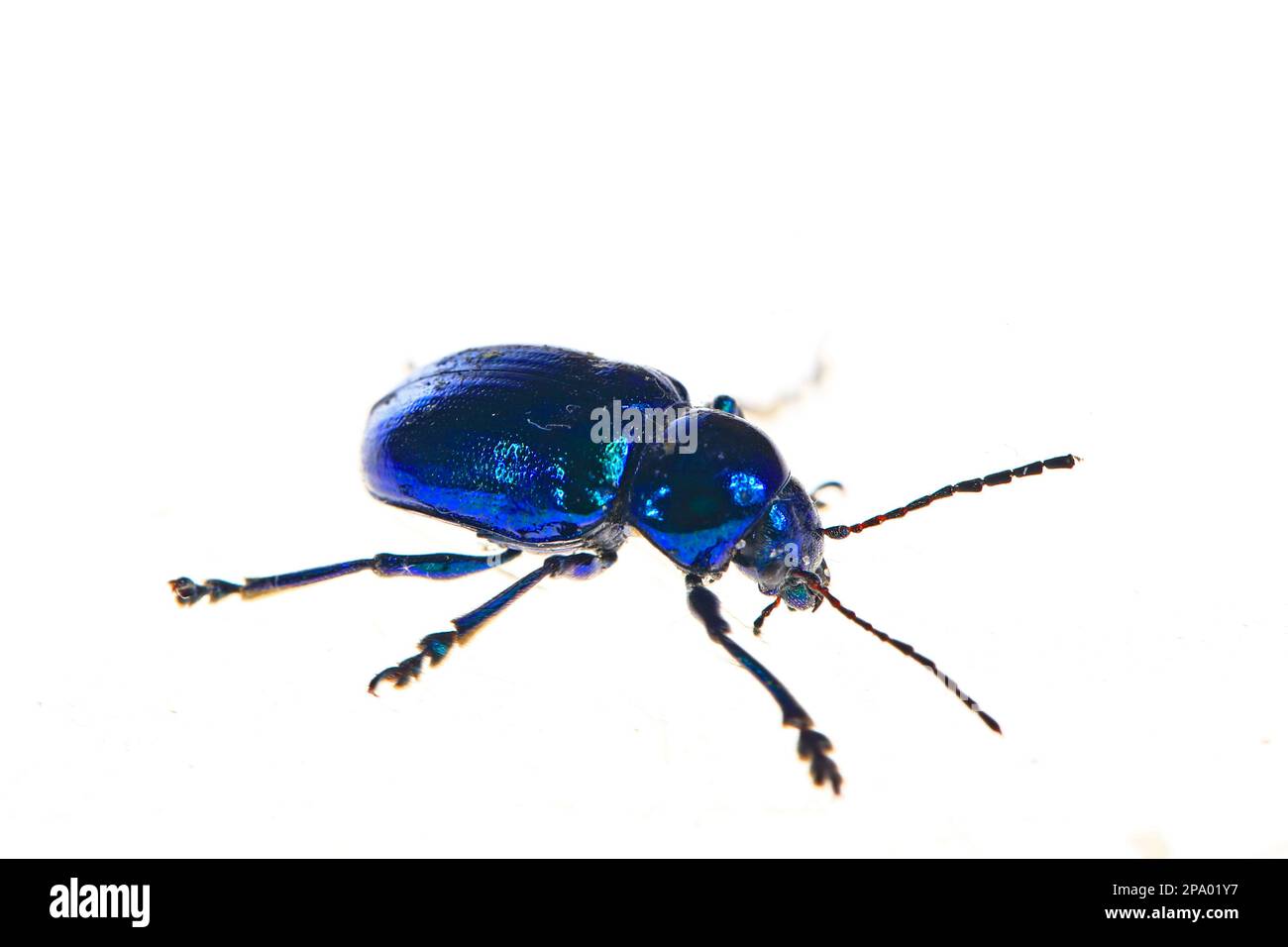 Leaf beetles on a white background, close-up pictures Stock Photo - Alamy