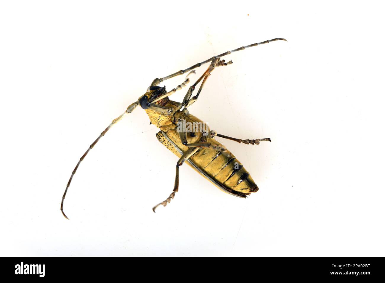 Sawyer, on a white background,Close-up pictures ,Cerambycidae insects ...