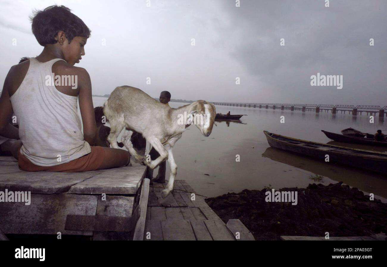 A child sits with a goat on the banks of the river Ganges at Sangam ...