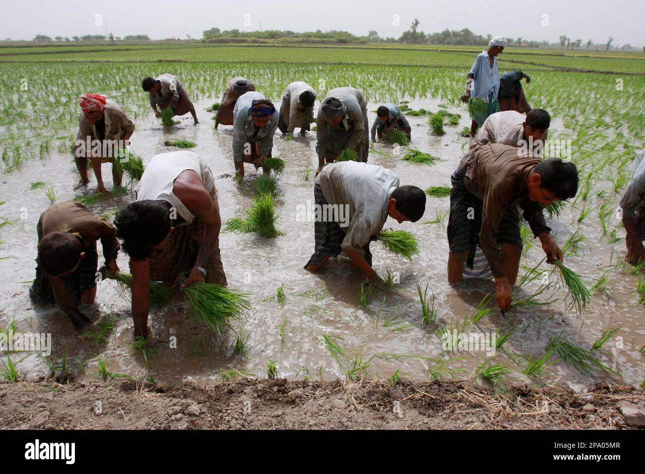 Pakistani villagers work in a rice field in Mahar, near Larkana ...