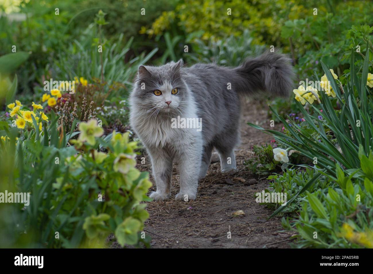 Introducing cat to the outside world. Disoriented and frightened cat in ...