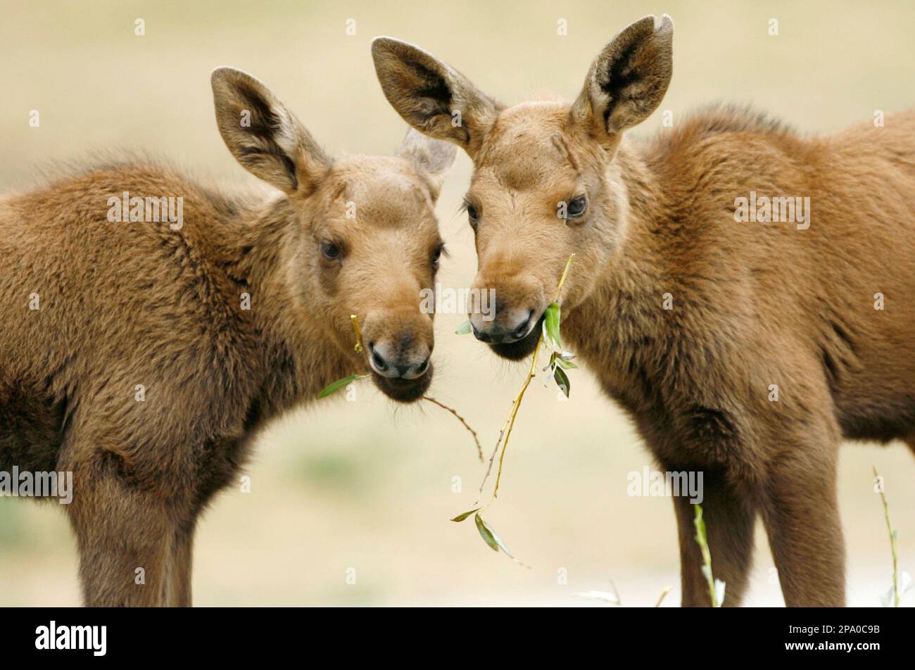 Moose twin calves, Max and Moritz are seen in a zoo in Berlin, Germany ...