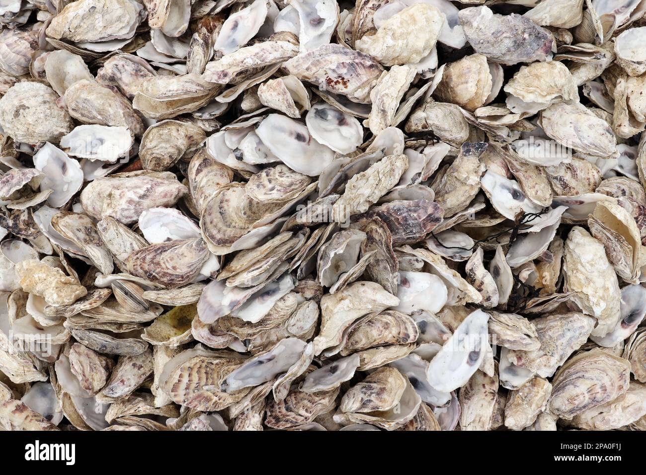Mussel and oyster shells on the seashore Stock Photo - Alamy