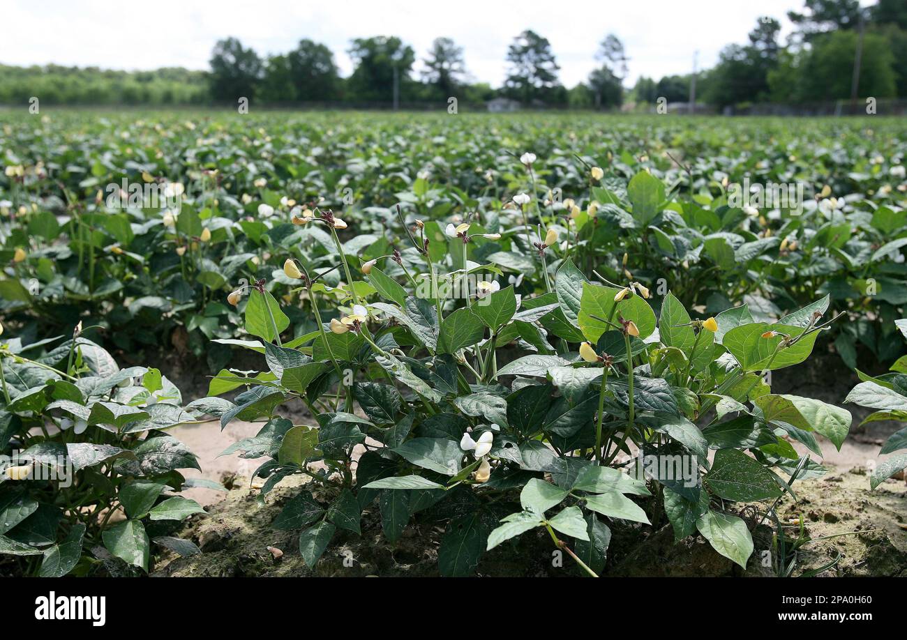 ** ADVANCE FOR WEEKEND JUNE 21-22 ** Pea plants are seen on the Pea ...