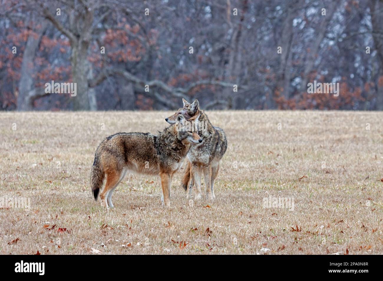 Two coyotes stand in opposite directions next to each other in a ...